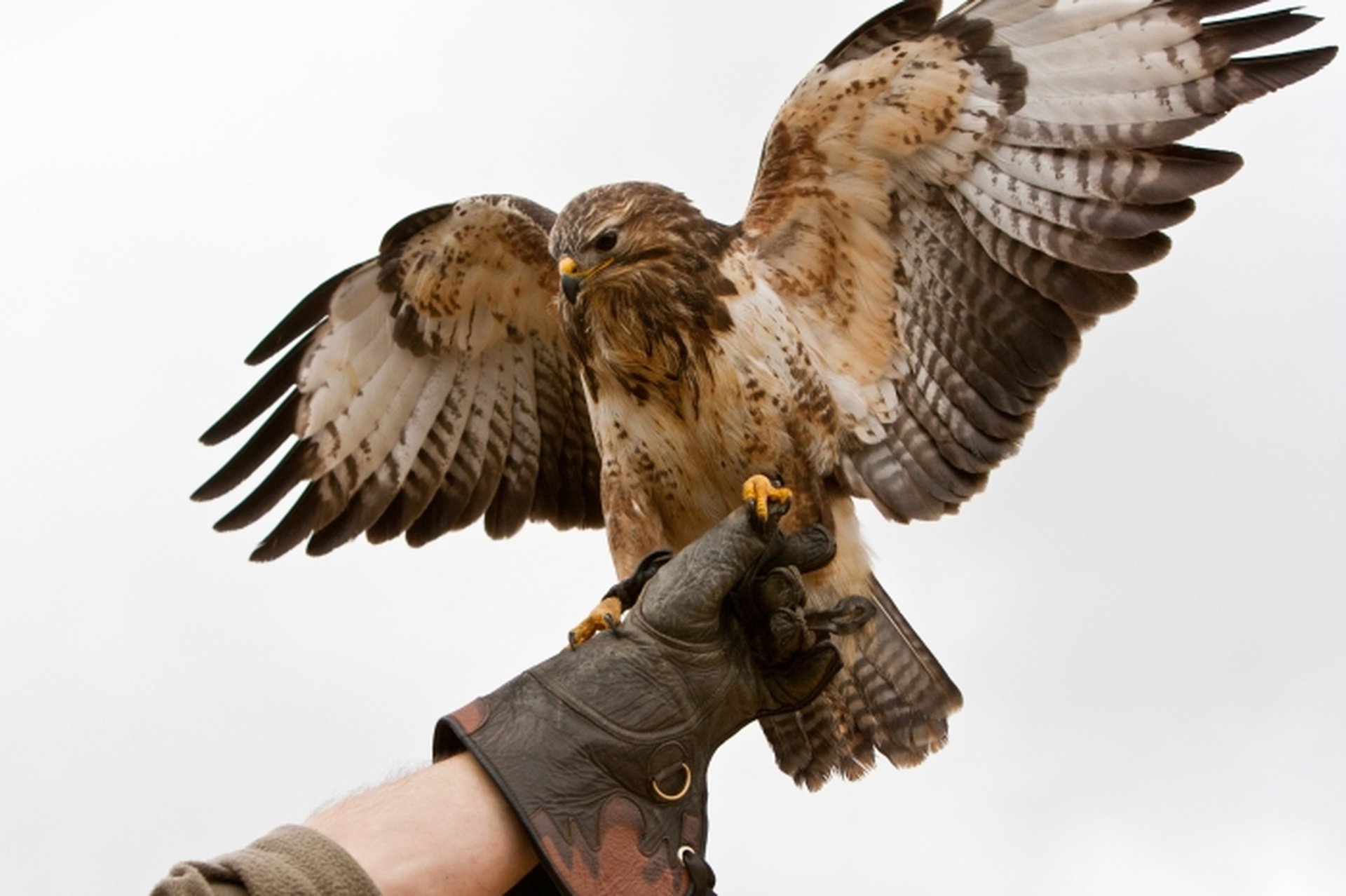 THE ART OF FALCONRY - EXCURSIONS IN COACHES, HUNTING GAMES and COOKING ...